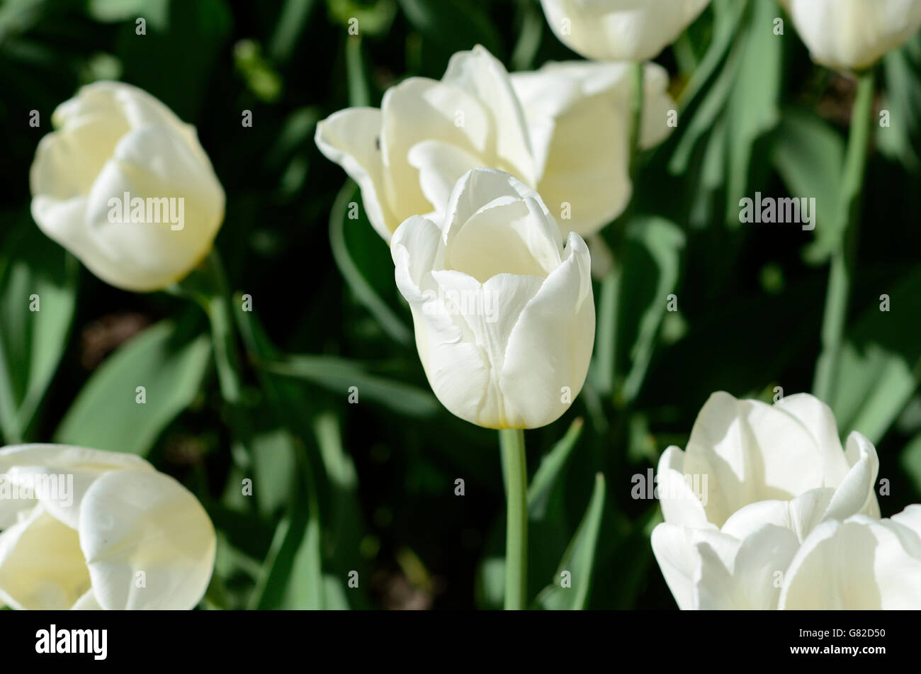 Tulip time festival in Holland, Michigan Stock Photo - Alamy