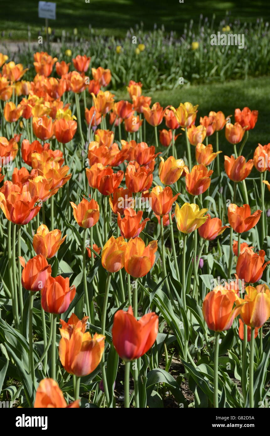 Tulip time festival in Holland, Michigan Stock Photo - Alamy