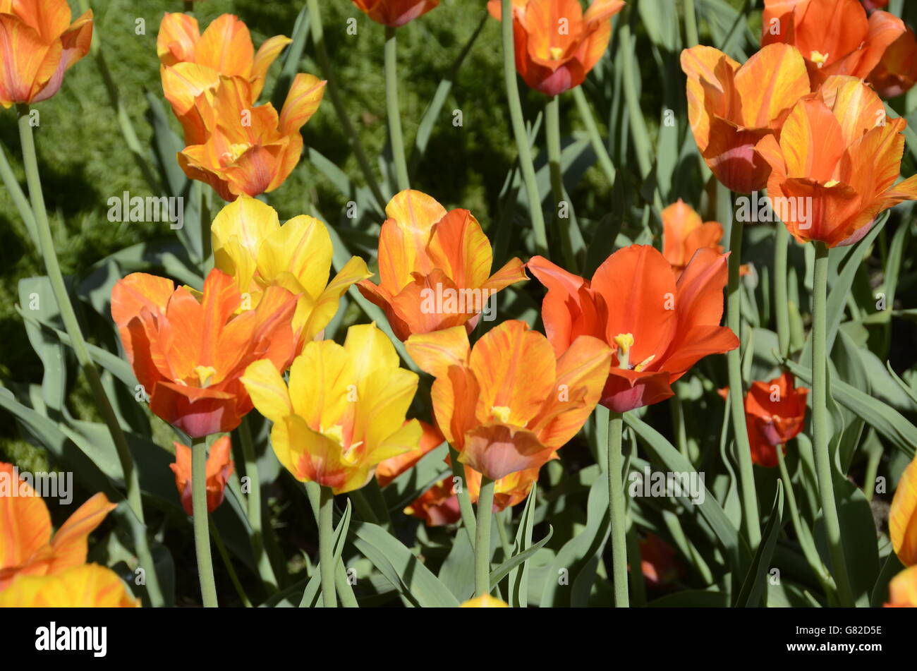 Tulip time festival in Holland, Michigan Stock Photo - Alamy