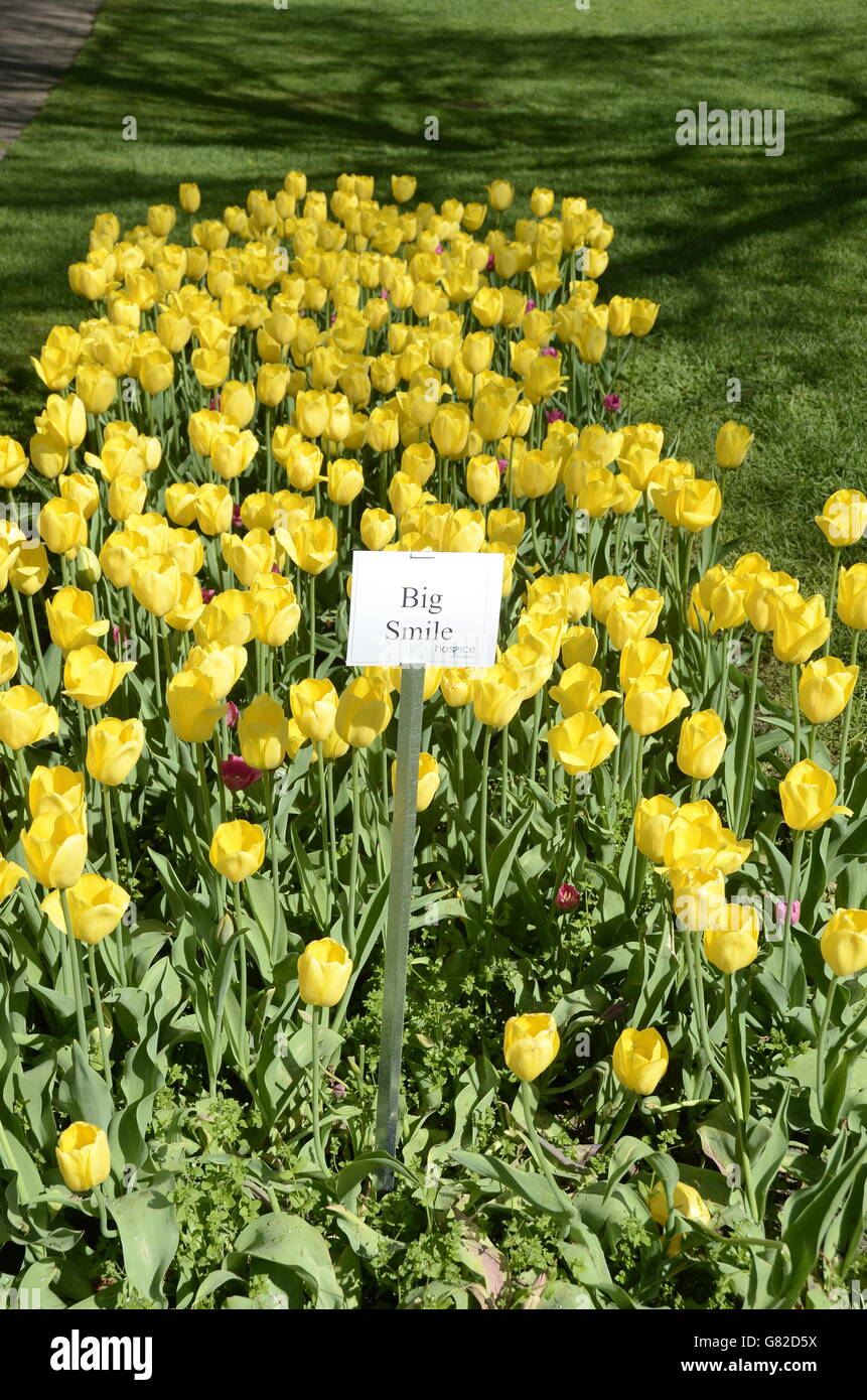 Tulip time festival in Holland, Michigan Stock Photo - Alamy