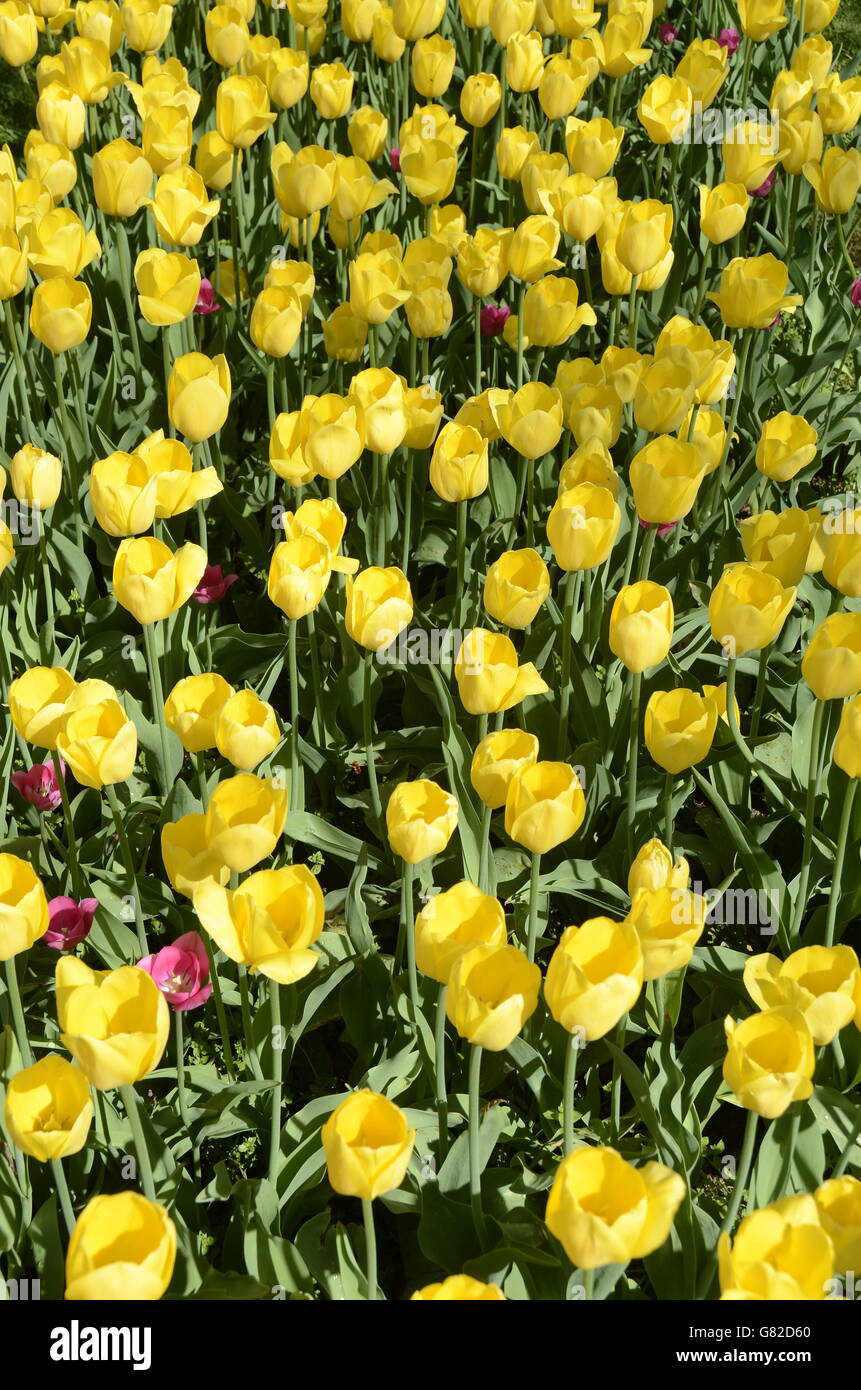 Tulip time festival in Holland, Michigan Stock Photo - Alamy
