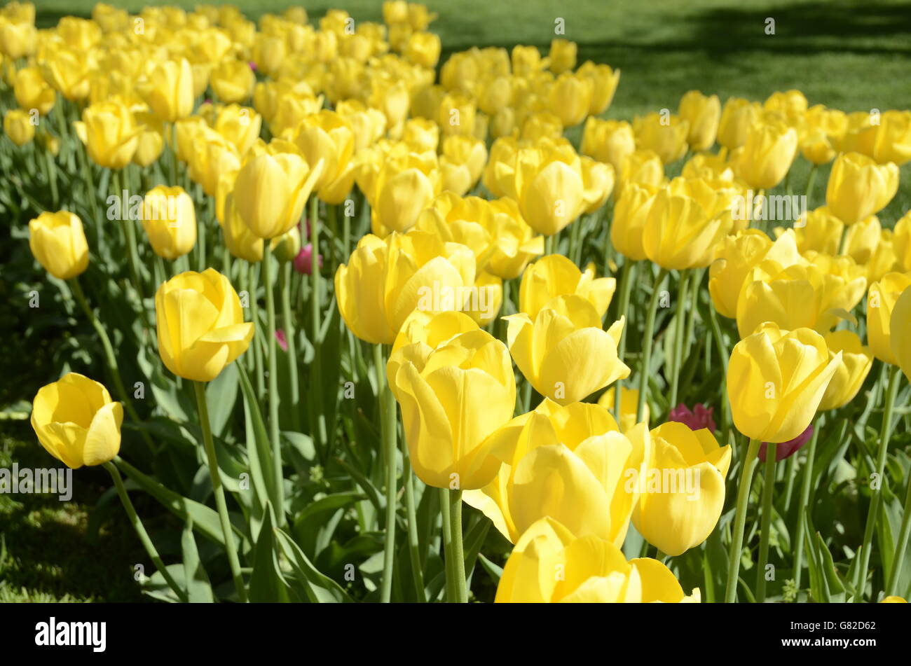 Tulip time festival in Holland, Michigan Stock Photo - Alamy