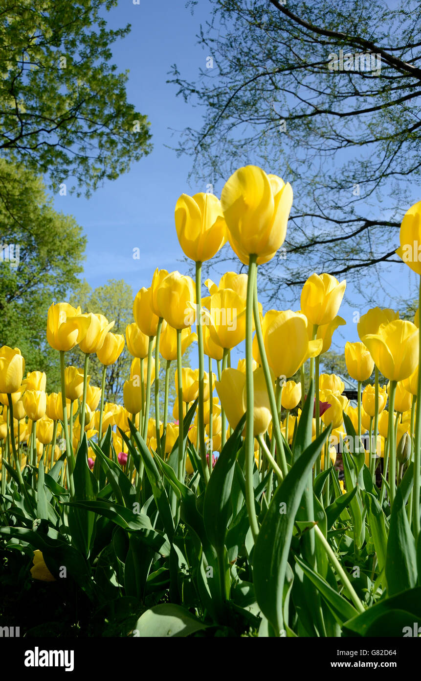 Tulip time festival in Holland, Michigan Stock Photo - Alamy