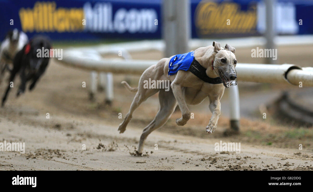 Greyhound Racing - William Hill Derby - Semi Finals - Wimbledon Stadium ...