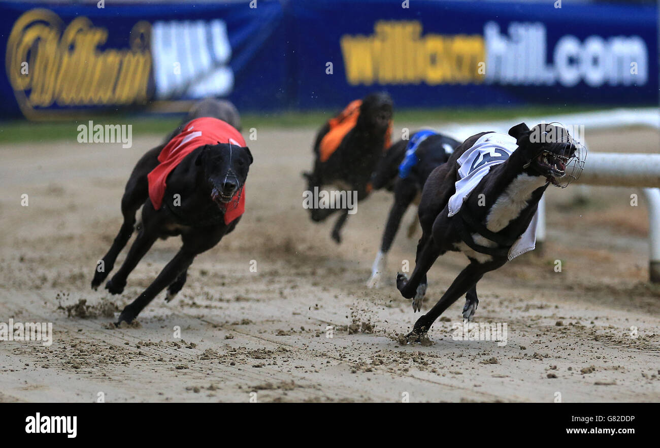 Greyhound Racing - William Hill Derby - Semi Finals - Wimbledon Stadium ...