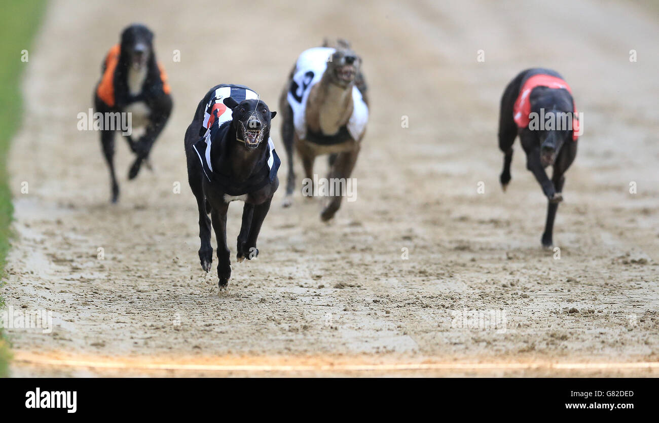 Greyhound racing william hill derby finals wimbledon stadium hi-res ...
