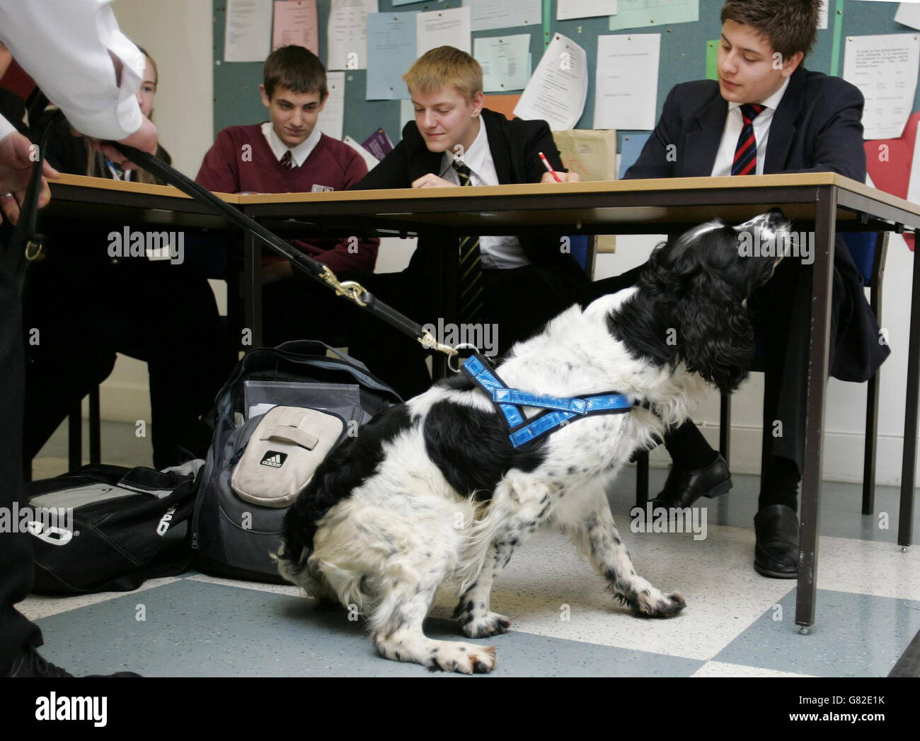 Sniffer Dogs proposed for Schools - High Wycombe Stock Photo - Alamy