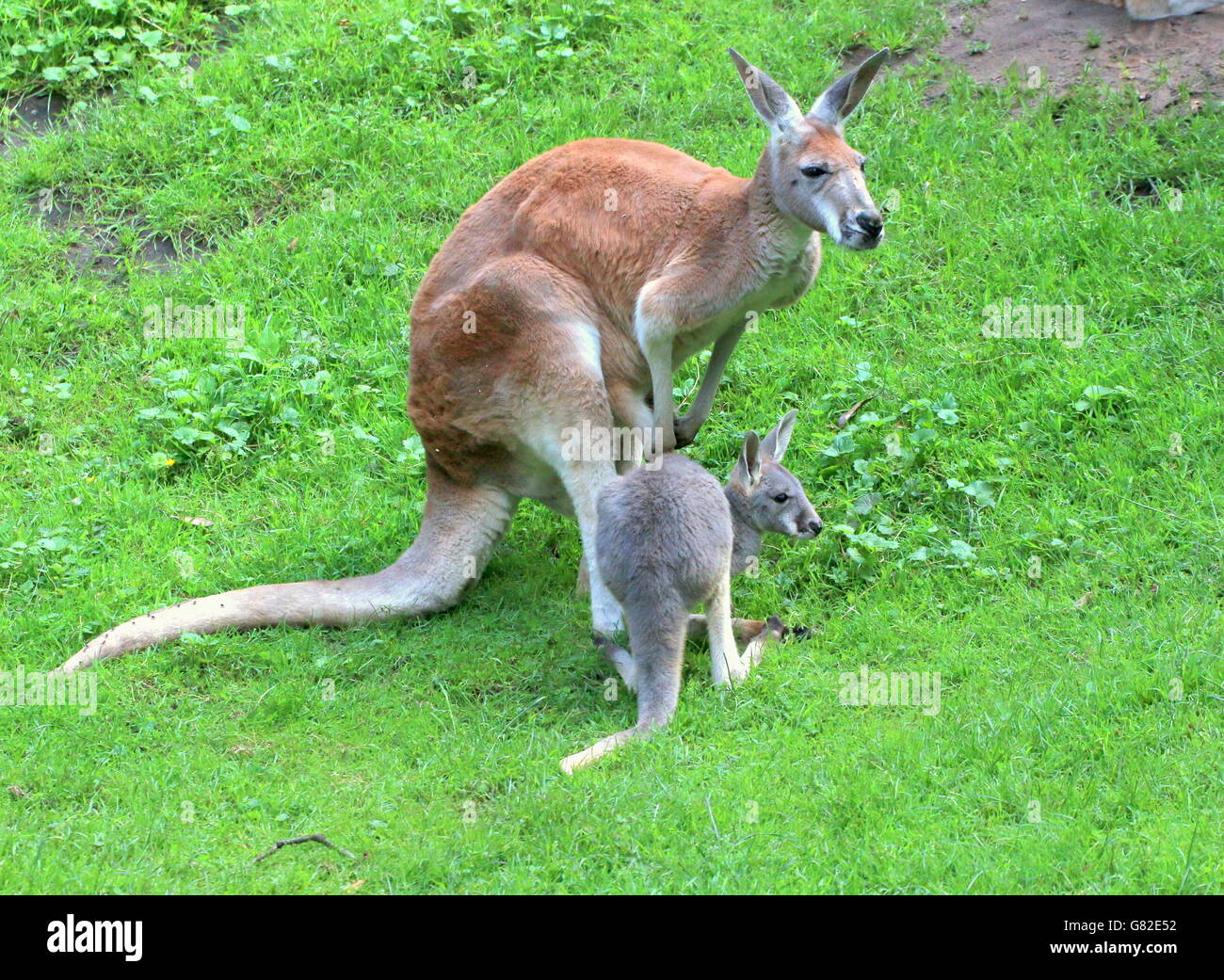 Female Australian Red Kangaroo (Macropus rufus) with her joey Stock ...