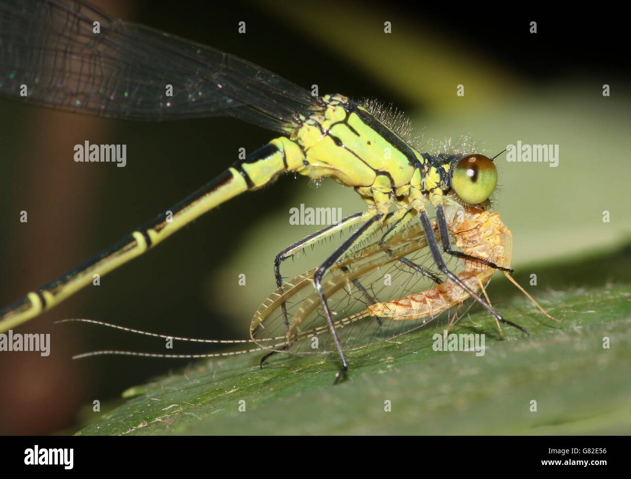 Mayfly hi-res stock photography and images - Alamy