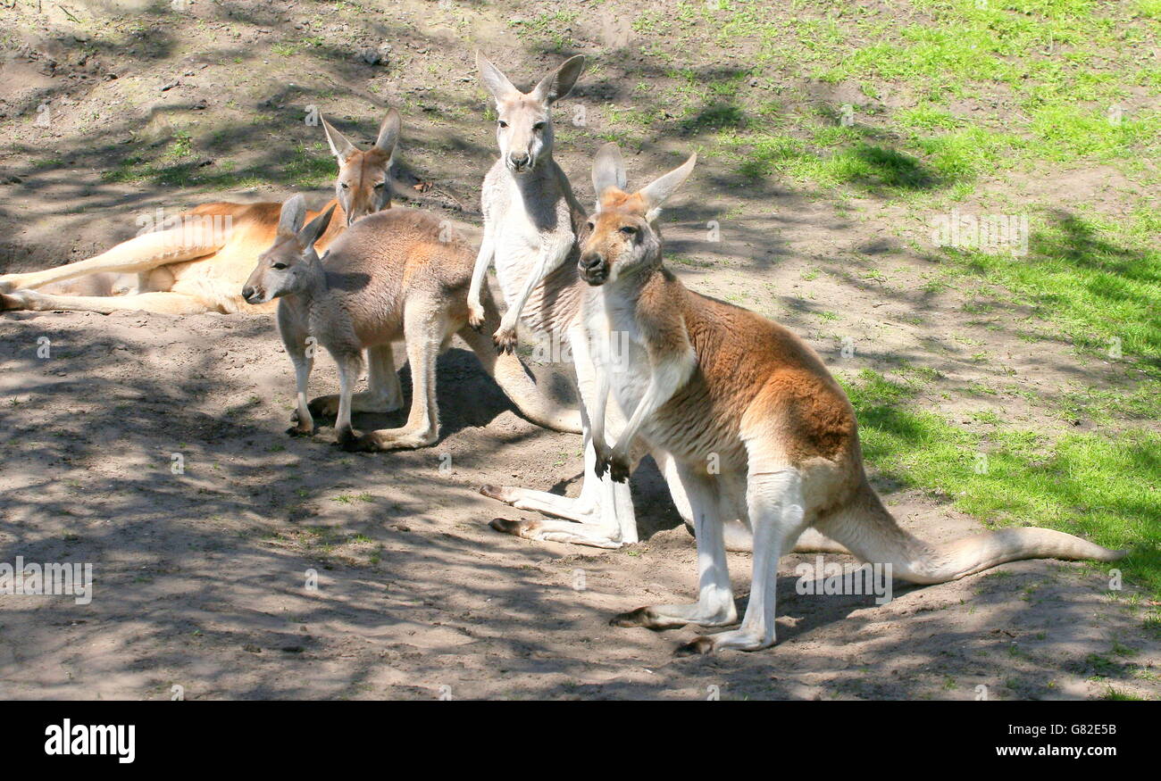 Group of kangaroos hi-res stock photography and images - Alamy