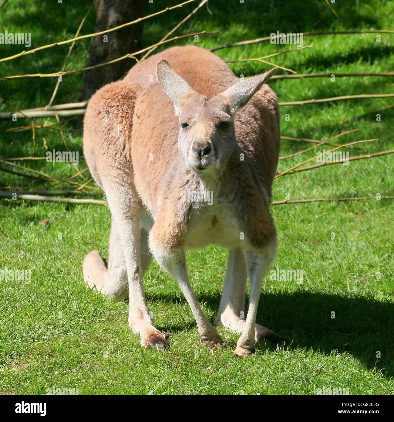Close up closeup details australian hi-res stock photography and images ...