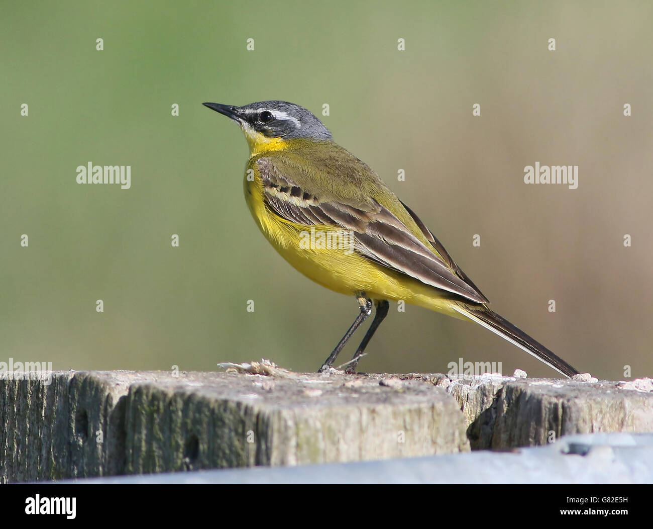 Male European Yellow Wagtail (Motacilla flava) posing on a pole in ...