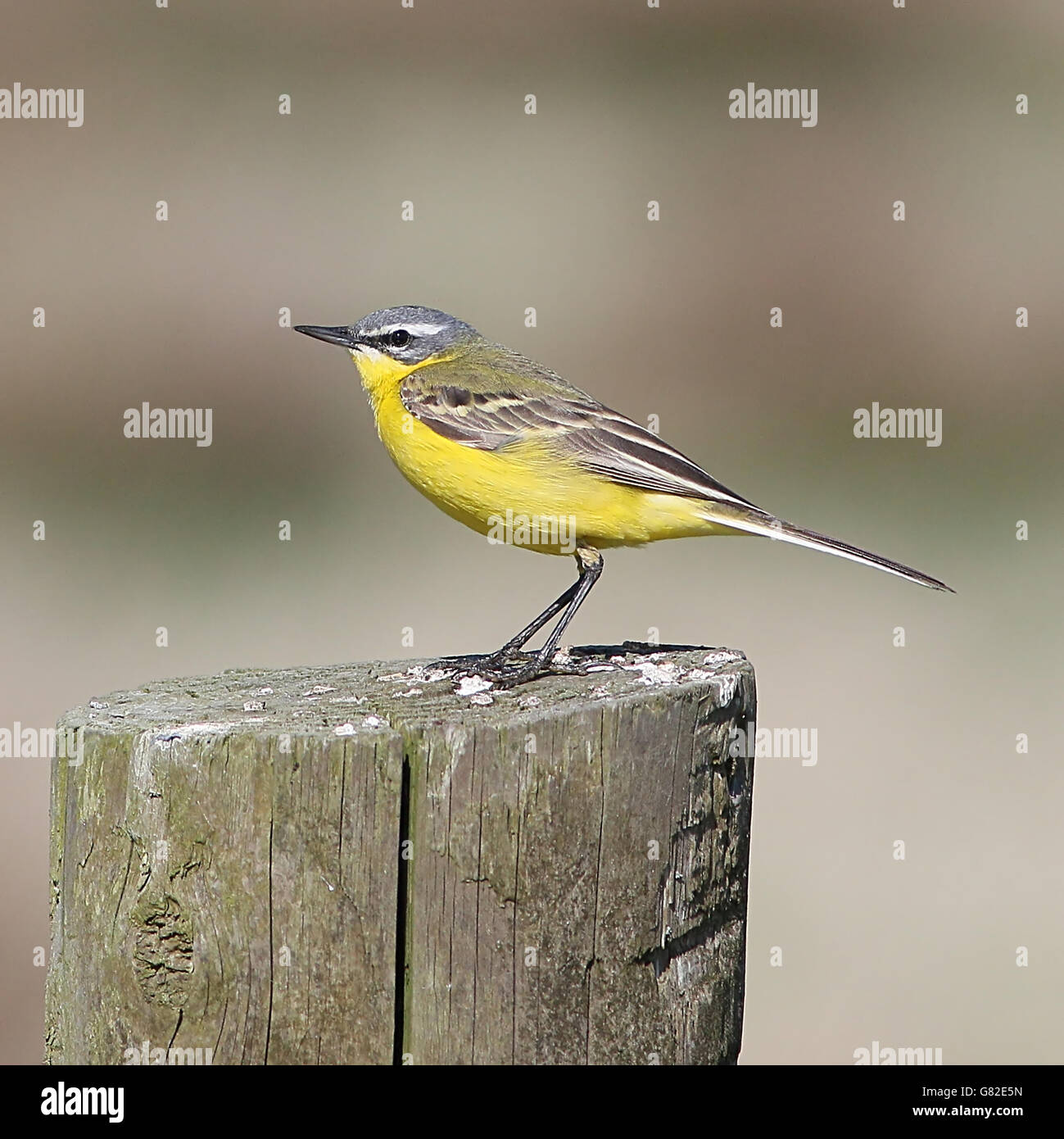 Male European Yellow Wagtail (Motacilla flava) portrait closeup Stock ...