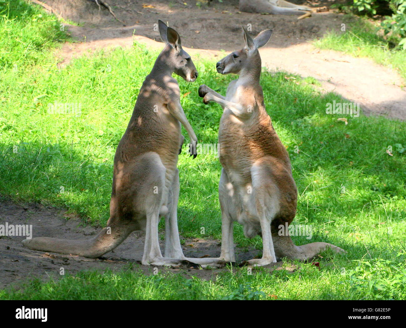 Boxing Red Kangaroo at Debra Schaper blog