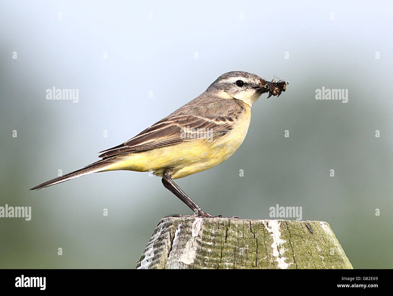 Female Yellow Wagtail High Resolution Stock Photography and Images - Alamy