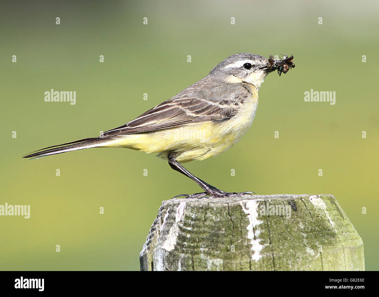 Female European Yellow Wagtail (Motacilla flava) posing on a pole in ...