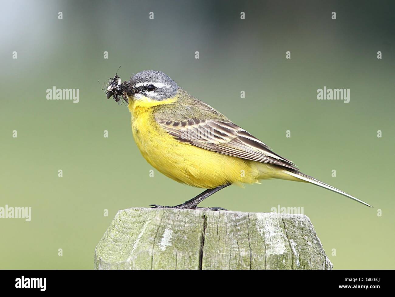Male European Yellow Wagtail (Motacilla flava) posing on a pole in ...