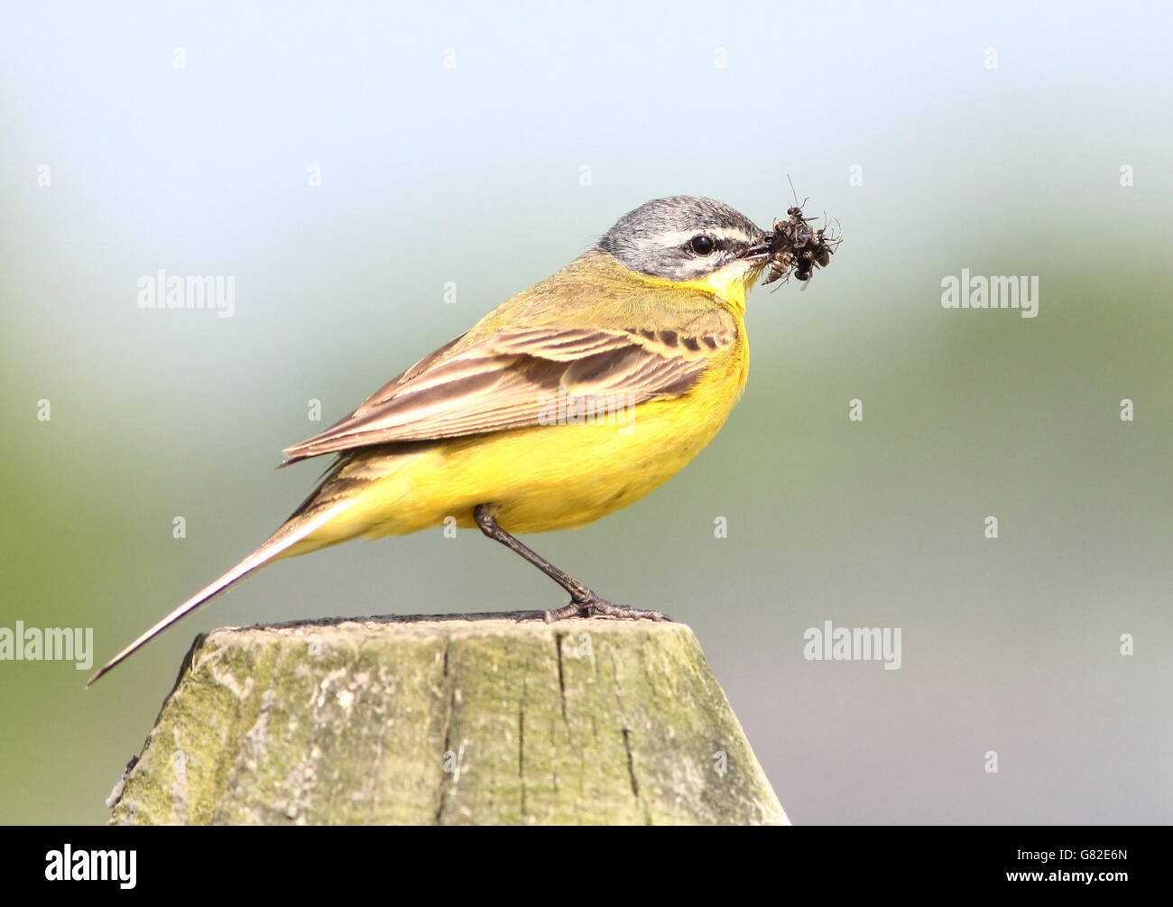 Male European Yellow Wagtail (Motacilla flava) posing on a pole in ...