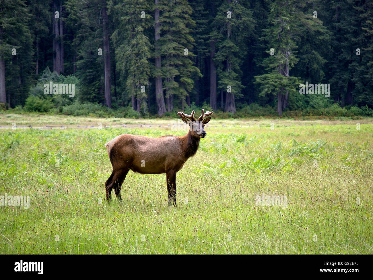 Elk california redwoods hi-res stock photography and images - Alamy