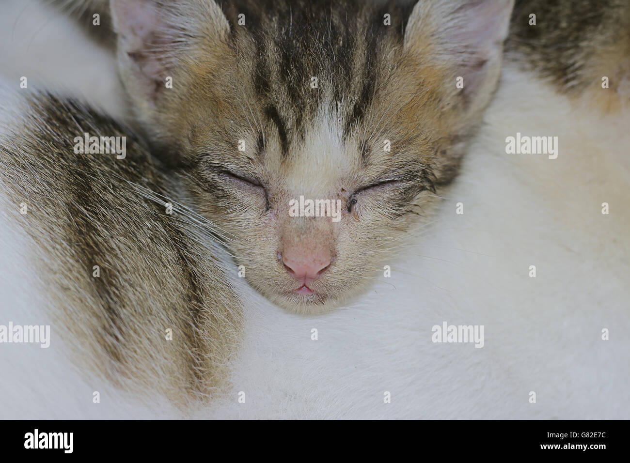 cute little kitten photo Stock Photo - Alamy