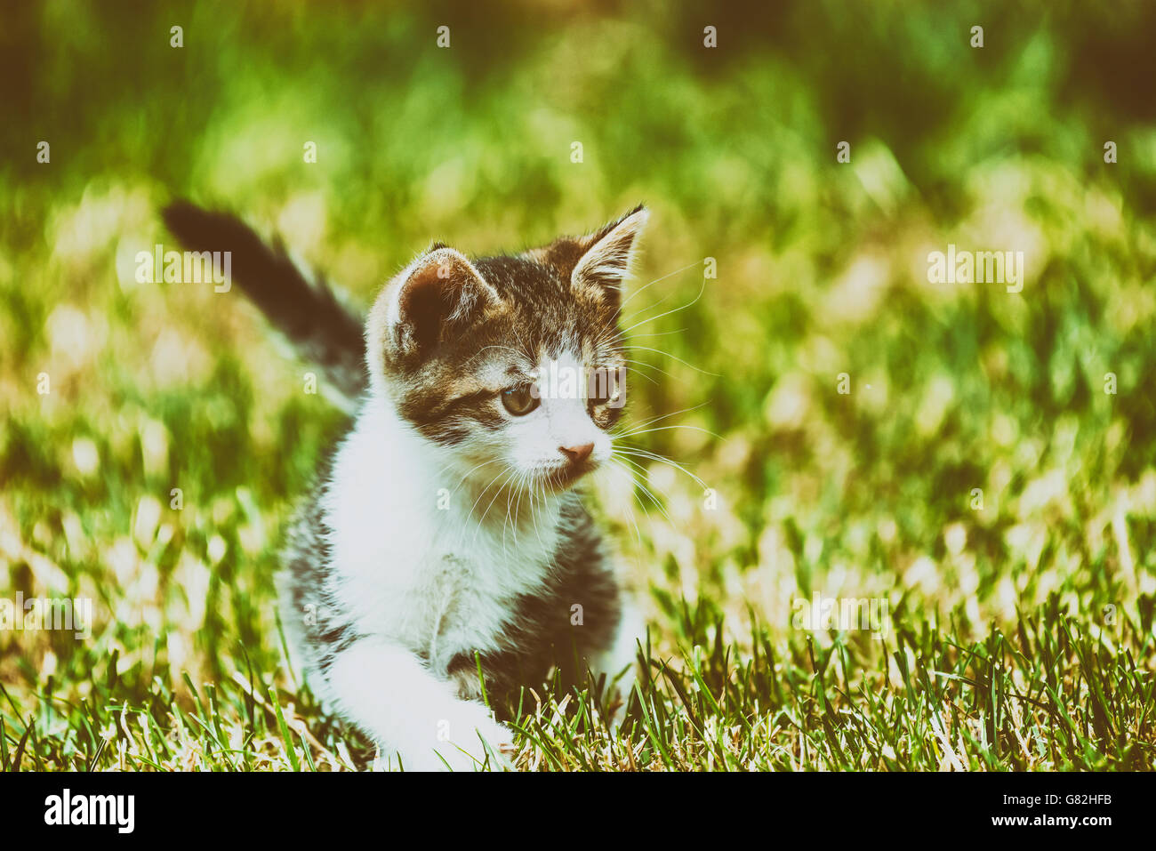 Close up little kitten playing hi-res stock photography and images - Alamy