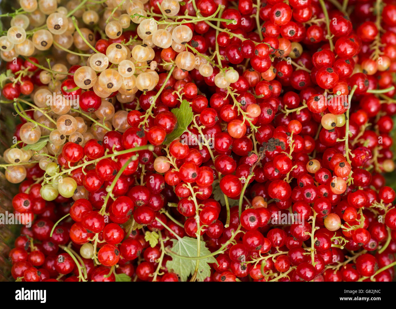 Bunches of red currants hi-res stock photography and images - Alamy