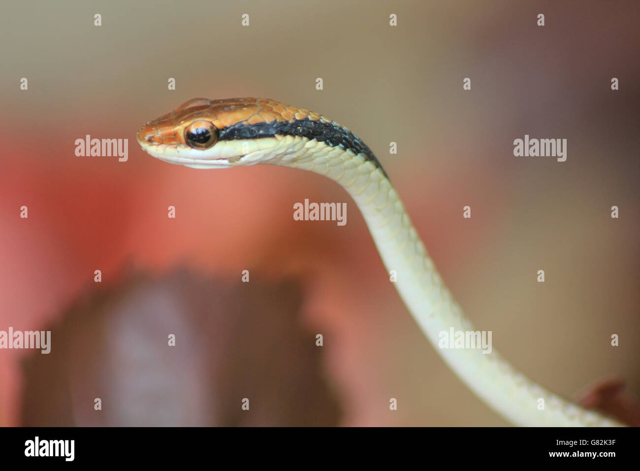 close up snake Stock Photo - Alamy