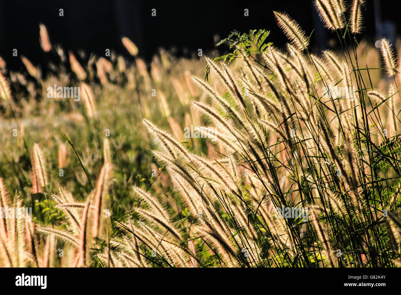 Wind blown bush hi-res stock photography and images - Alamy