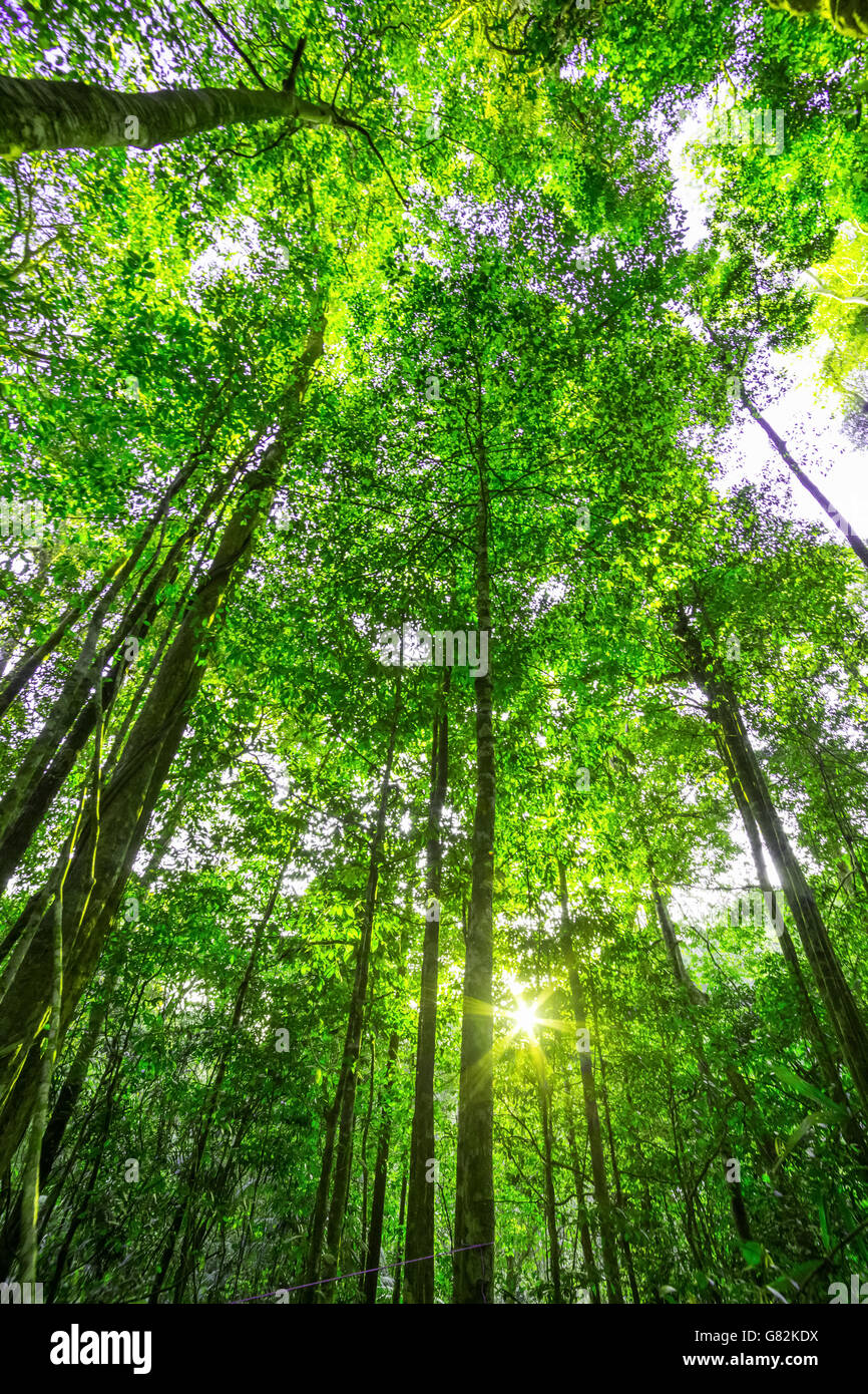 Looking skyward to tree tops Stock Photo - Alamy