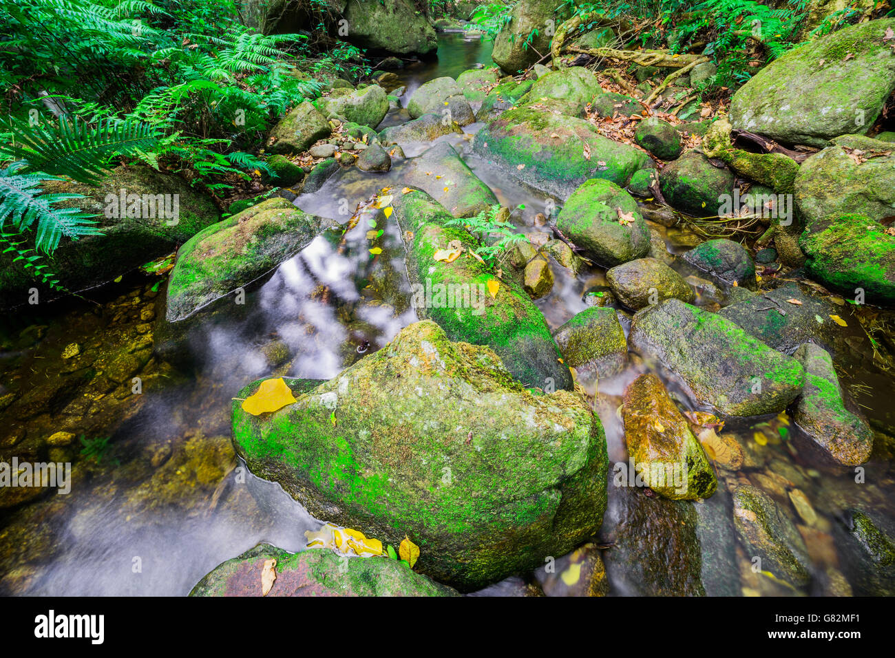 the temperate rain forest Stock Photo - Alamy