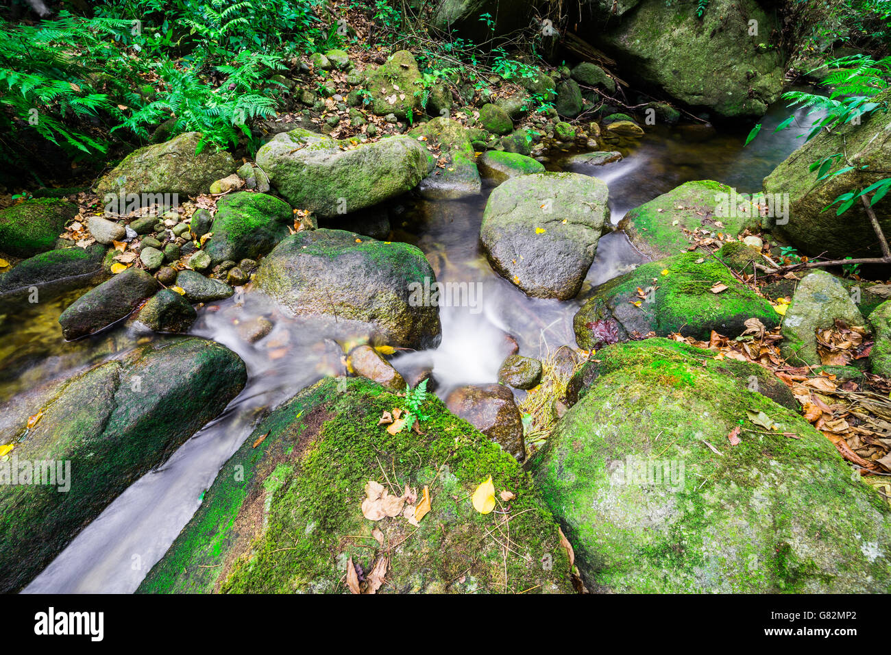 the temperate rain forest Stock Photo - Alamy