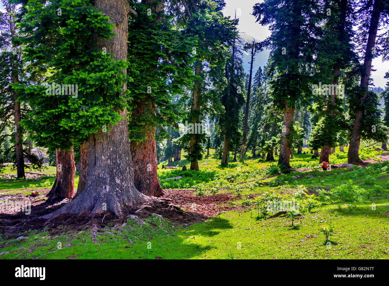 Pine Forest with Green field Stock Photo - Alamy