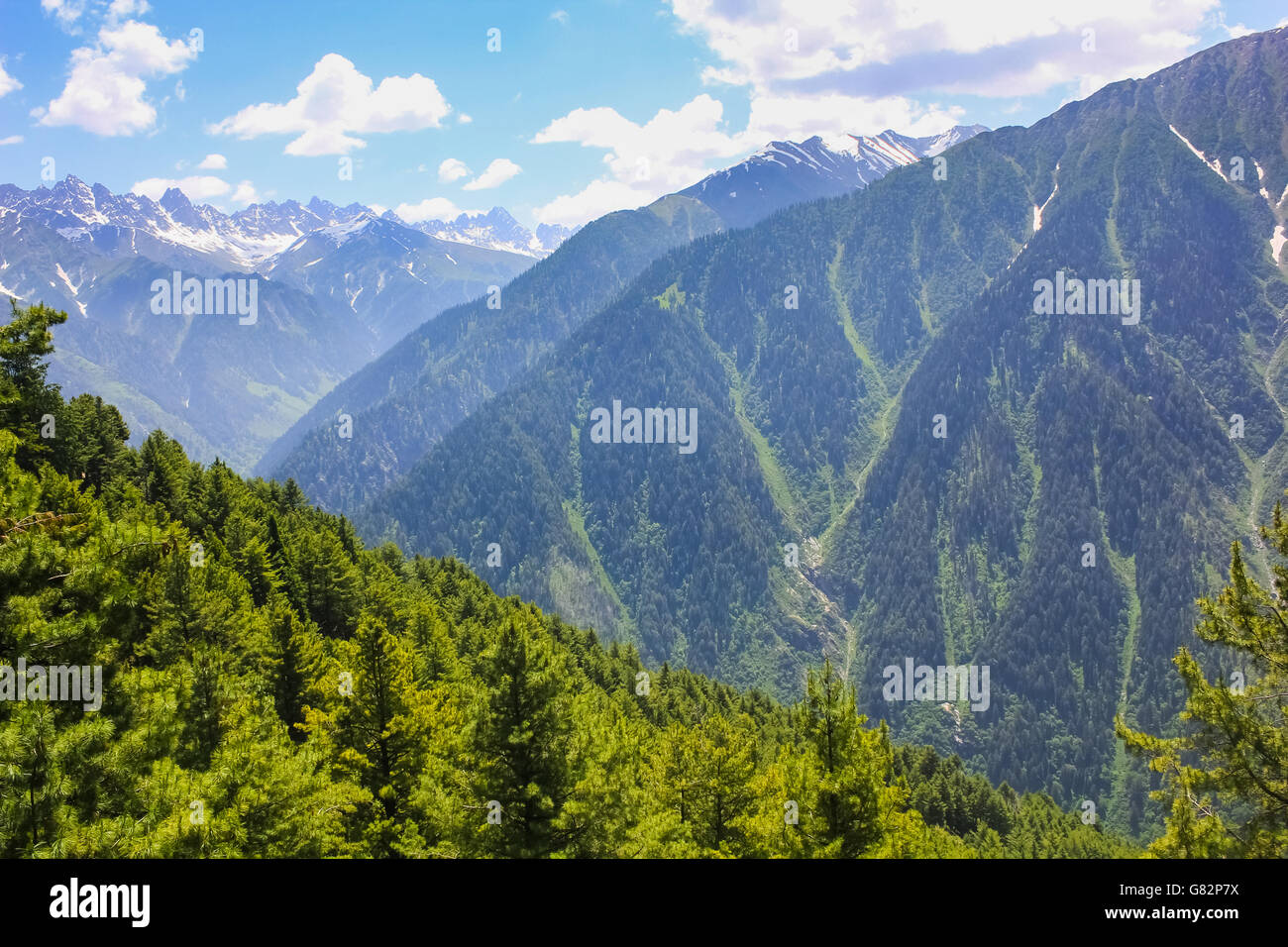 Snow kashmir beautiful pine tree hi-res stock photography and images ...