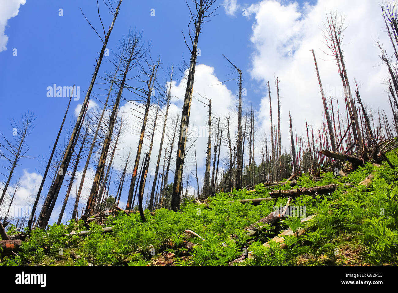 Dead pine tree Stock Photo - Alamy