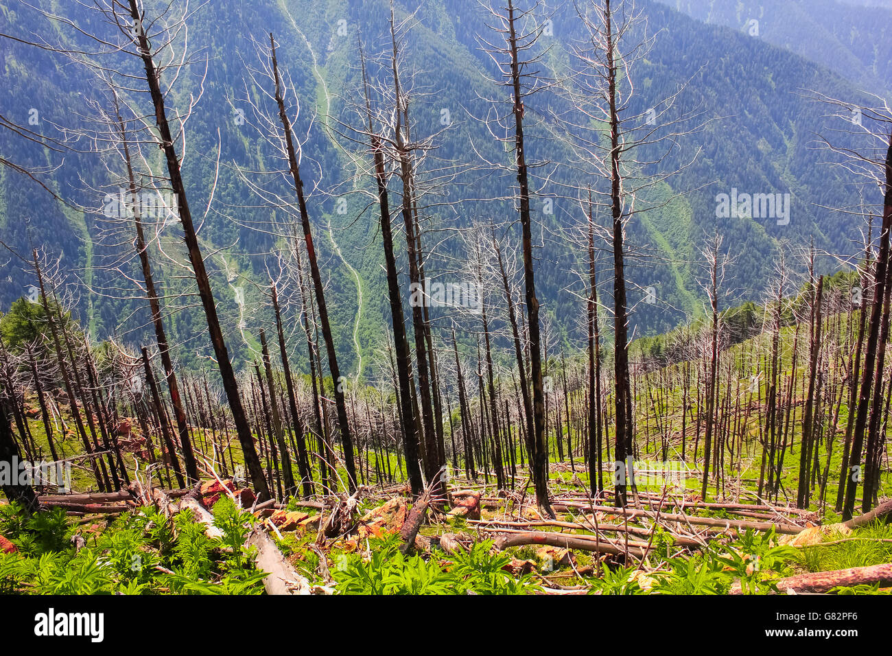 Dead pine tree Stock Photo - Alamy