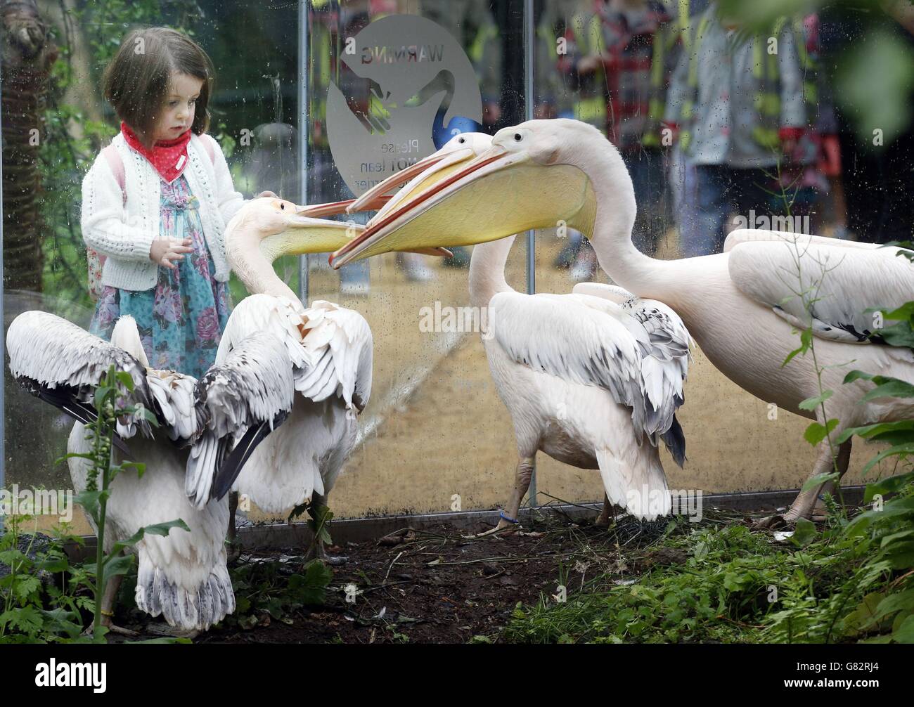 A visitor looks a pelicans in the new Pelican Walkthrough exhibit at ...