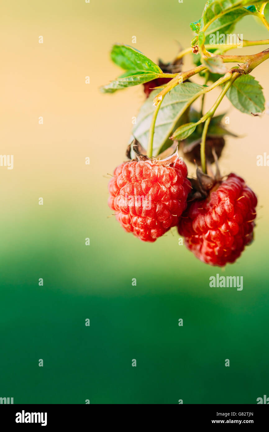 Raspberries growing hi-res stock photography and images - Alamy
