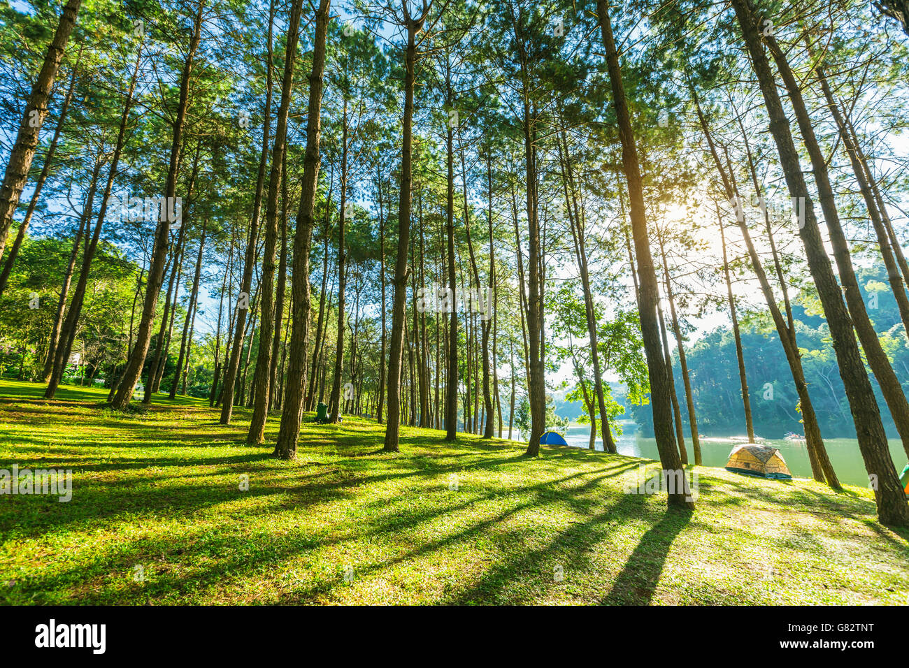 Beautiful nature landscape pine forest hi-res stock photography and ...