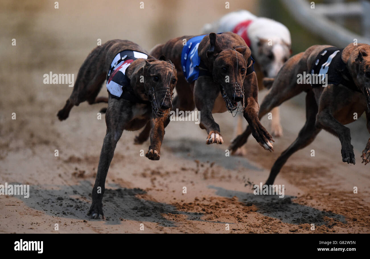 Greyhound Racing - William Hill Derby - Quarter Finals - Wimbledon ...