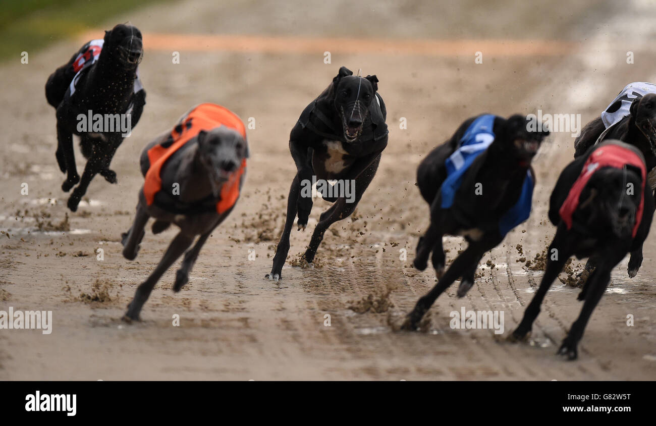 Greyhound Racing - William Hill Derby - Quarter Finals - Wimbledon ...