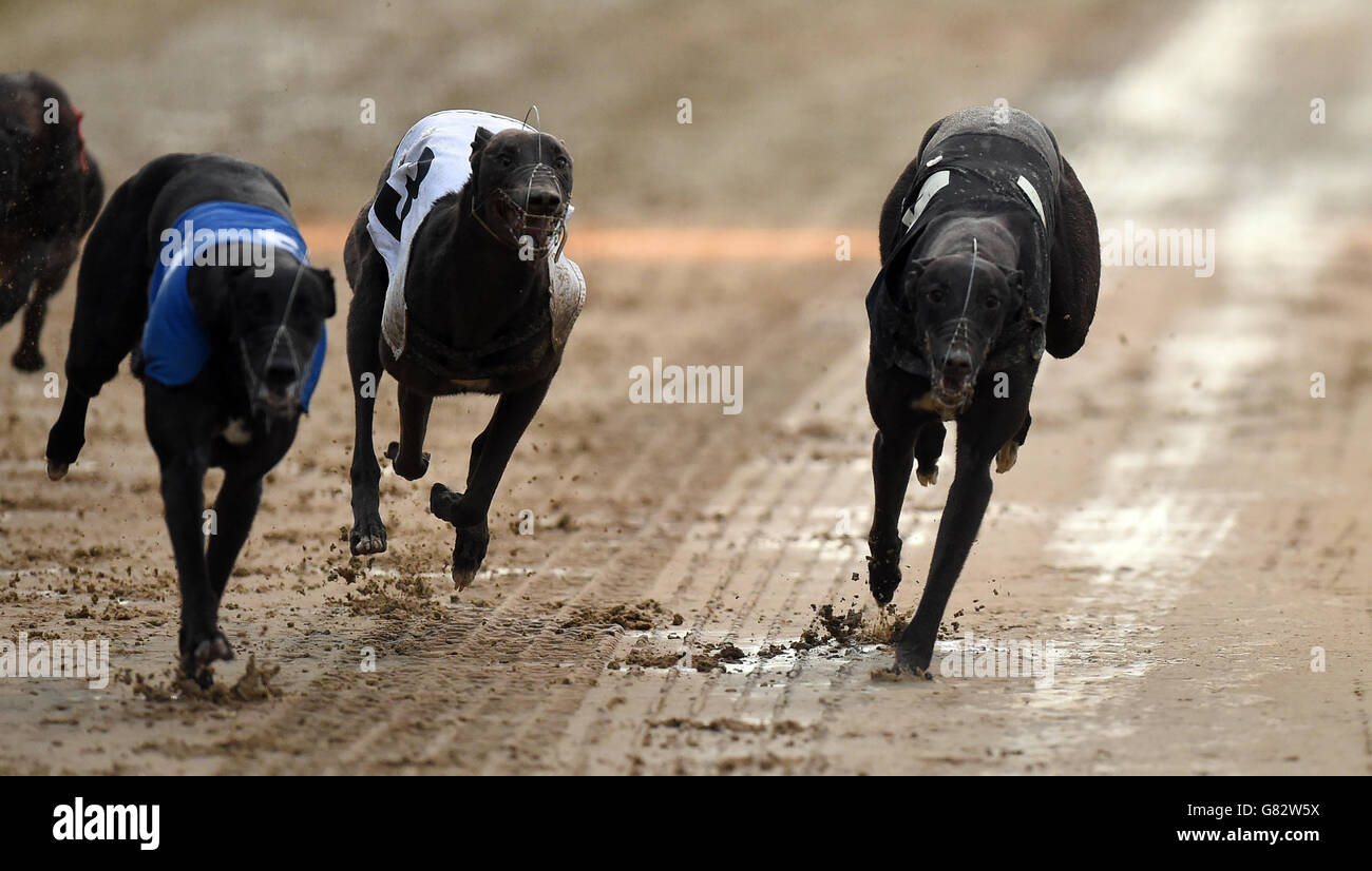 Greyhound Racing - William Hill Derby - Quarter Finals - Wimbledon ...