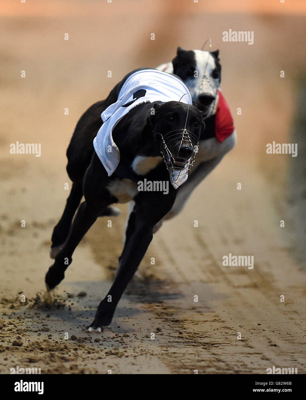 Greyhound Racing - William Hill Derby - Quarter Finals - Wimbledon ...