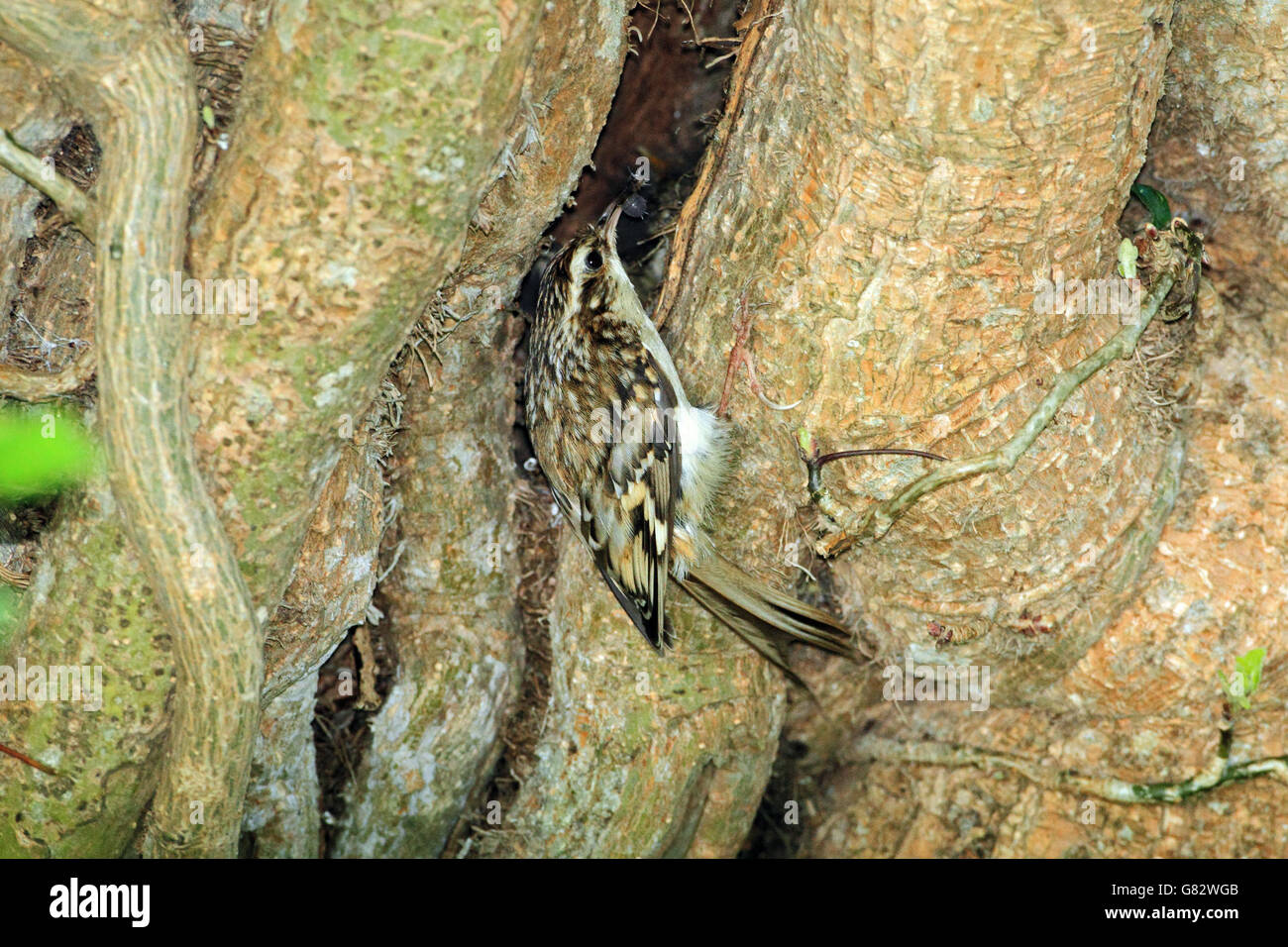 Certhia familiaris nest hi-res stock photography and images - Alamy