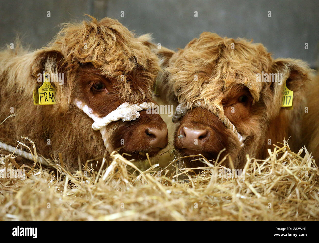 Highland cow calves Fran and Anna from Barnhill Farm in Shotts as ...