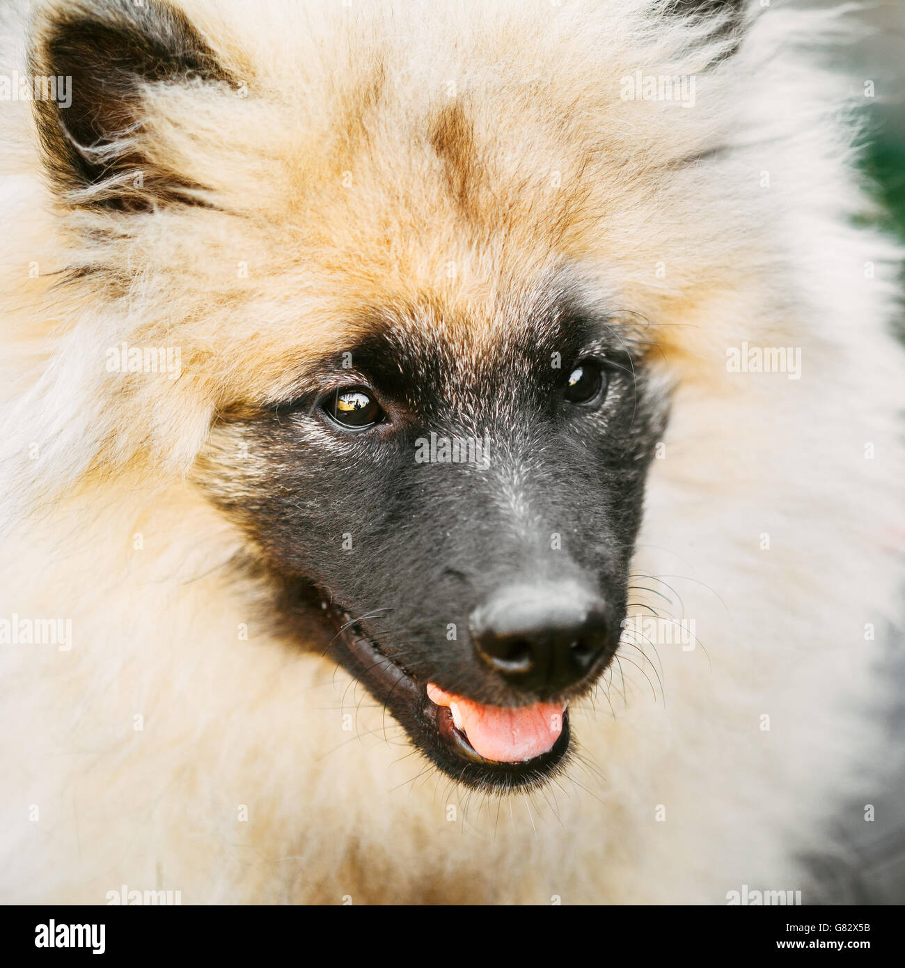 Gray Keeshound, Keeshond, Keeshonden Dog (German Spitz) Wolfspitz Close ...