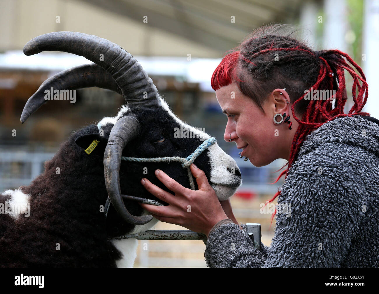 Kamila Rackova from Bankhead farm prepares her Jacob sheep as livestock ...