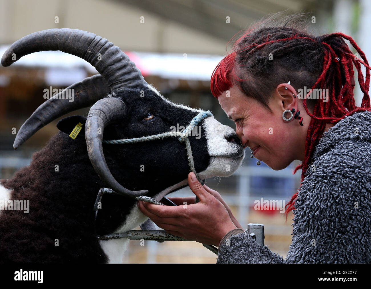 Kamila Rackova from Bankhead farm prepares her Jacob sheep as livestock ...