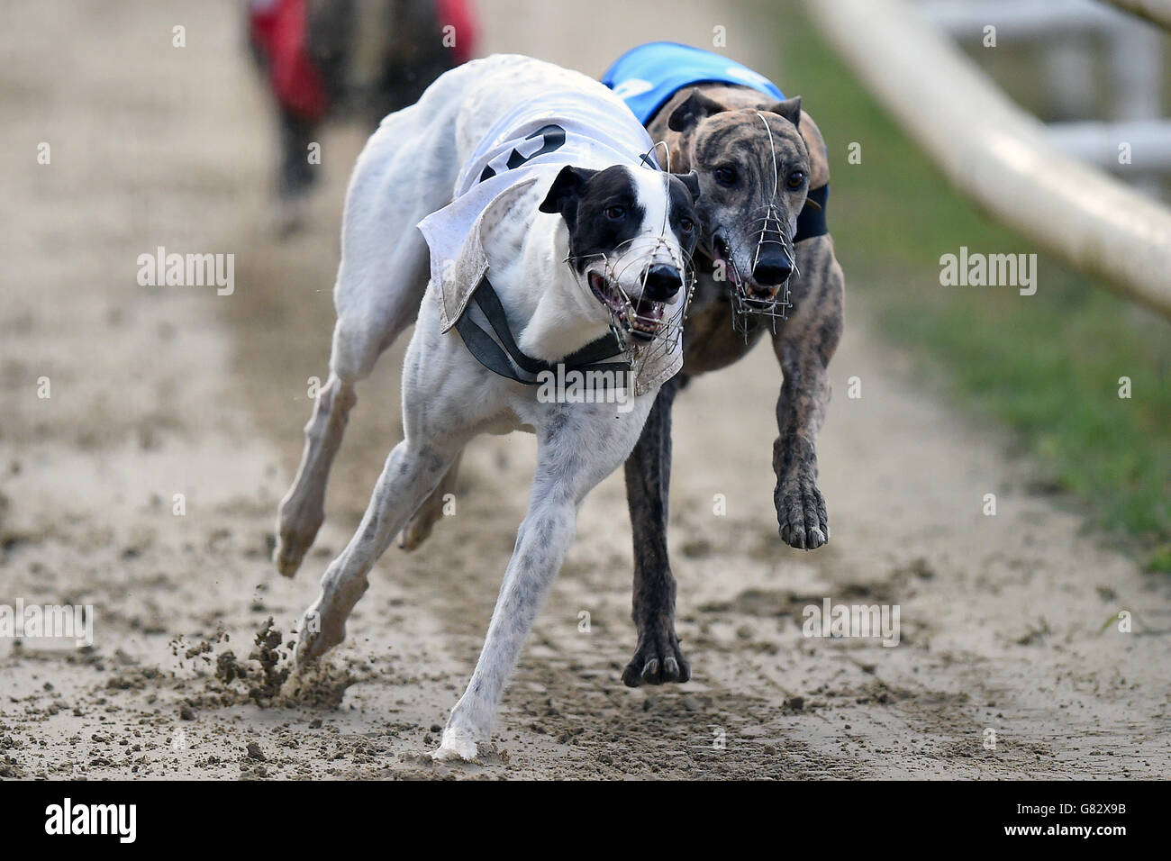 Greyhound Racing - William Hill Derby - Quarter Finals - Wimbledon ...