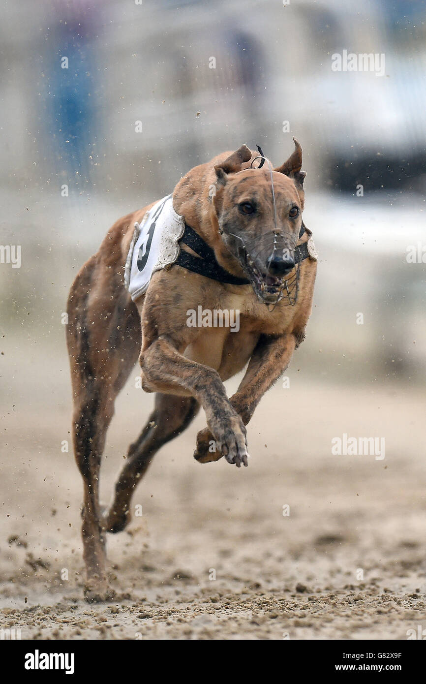 Greyhound Racing - William Hill Derby - Quarter Finals - Wimbledon ...