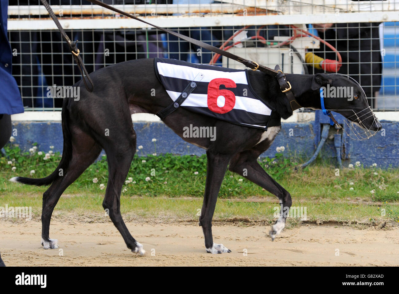 Greyhound Racing - William Hill Derby - Quarter Finals - Wimbledon ...